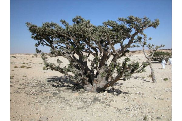 Museum på Rejsen 27: Museum of the Frankincense Land